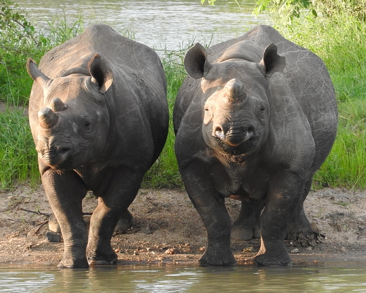Black rhino work is paying off | WWF South Africa