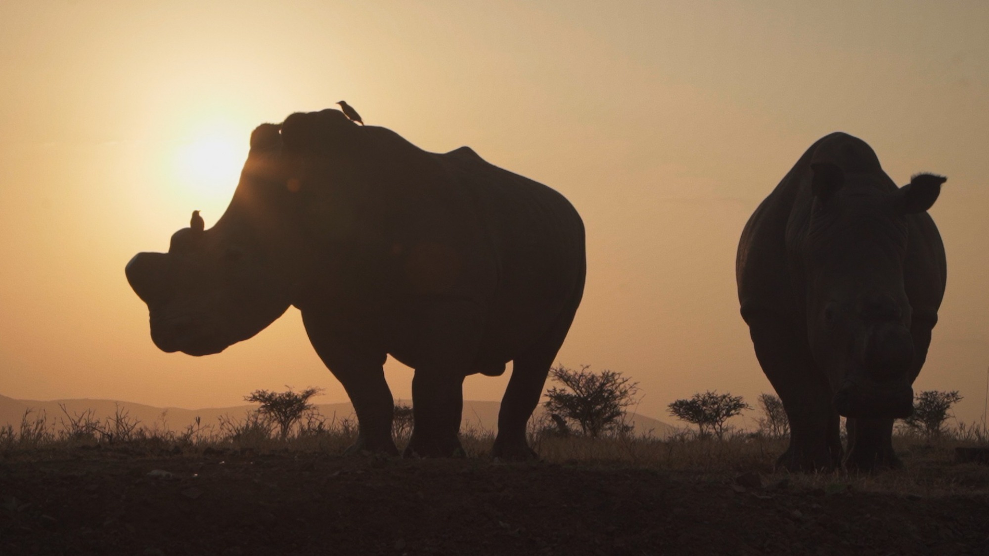 Our wildlife. Our heritage. | WWF South Africa